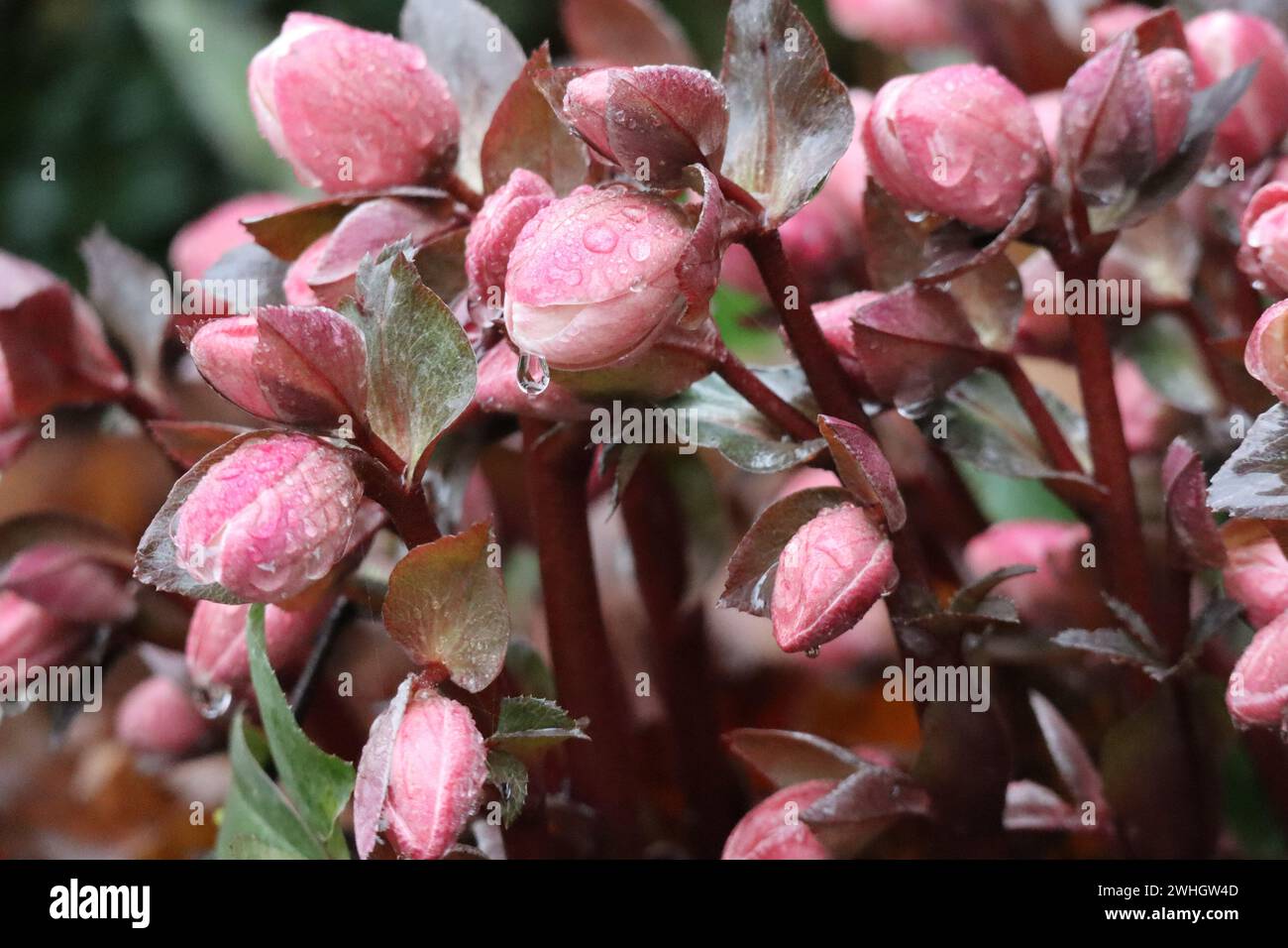 Lenten roses hi-res stock photography and images - Alamy