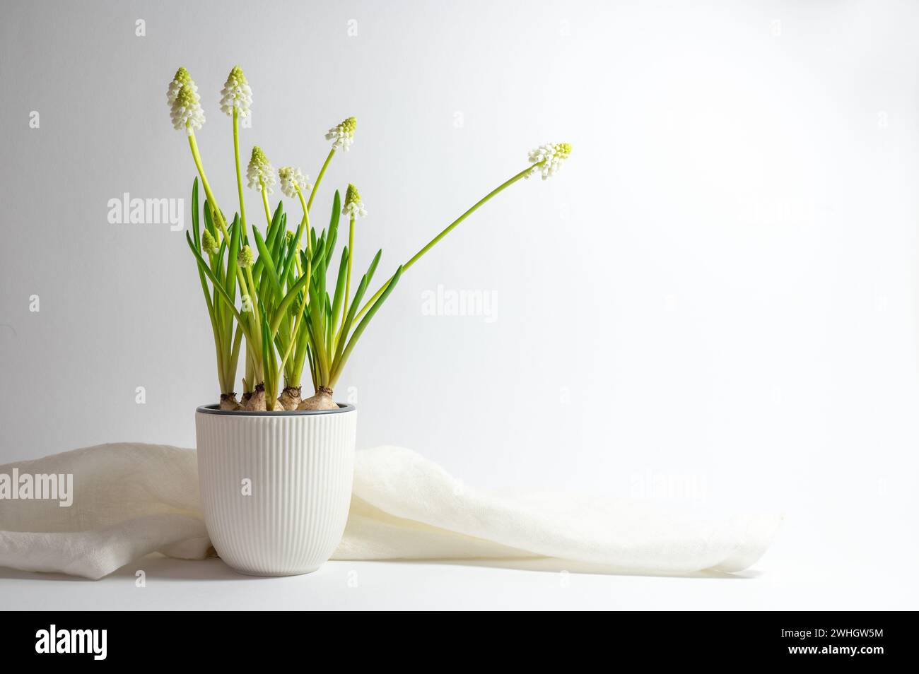 Potted white grape hyacinths (Muscari) in a ceramic flower pot and ...