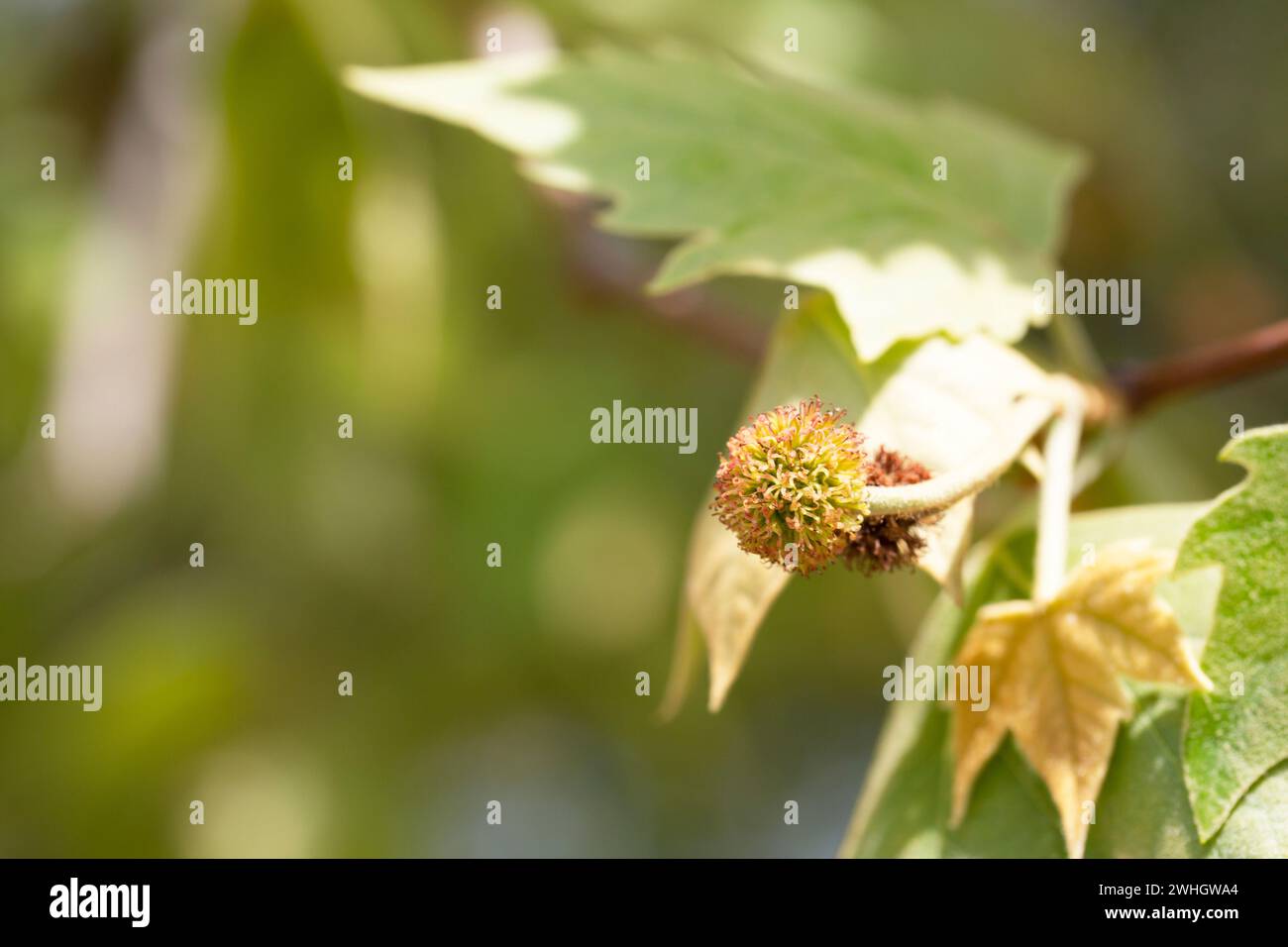Leaves and fruits of Platanus occidentalis, also known as American ...