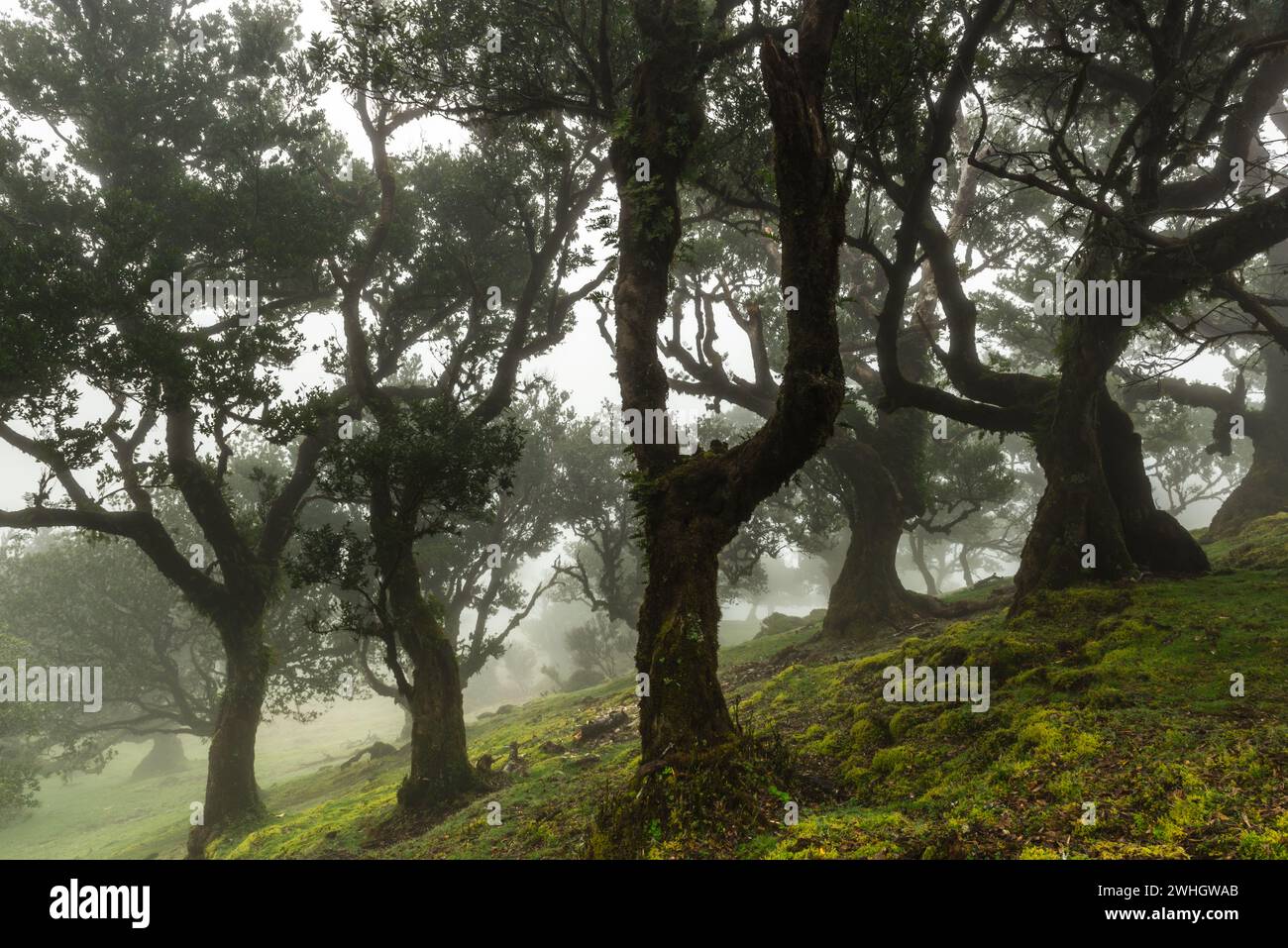 Ancient Laurel trees in Fanal forest, Madeira. Mystical foggy park with ...