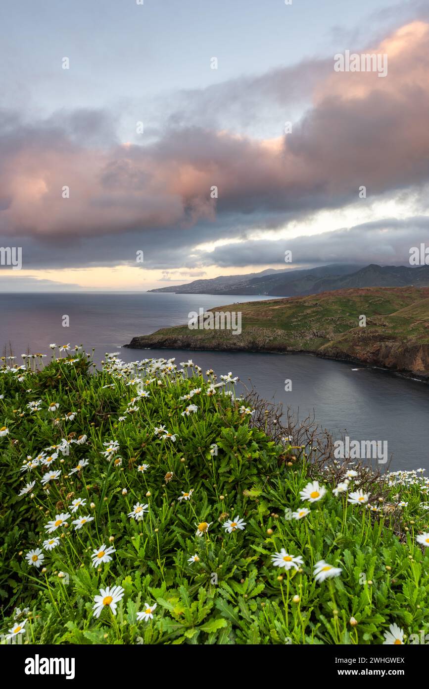 Ponta de Sao Lourenco, Madeira , Portugal. Spring flowers at cliffs in ...