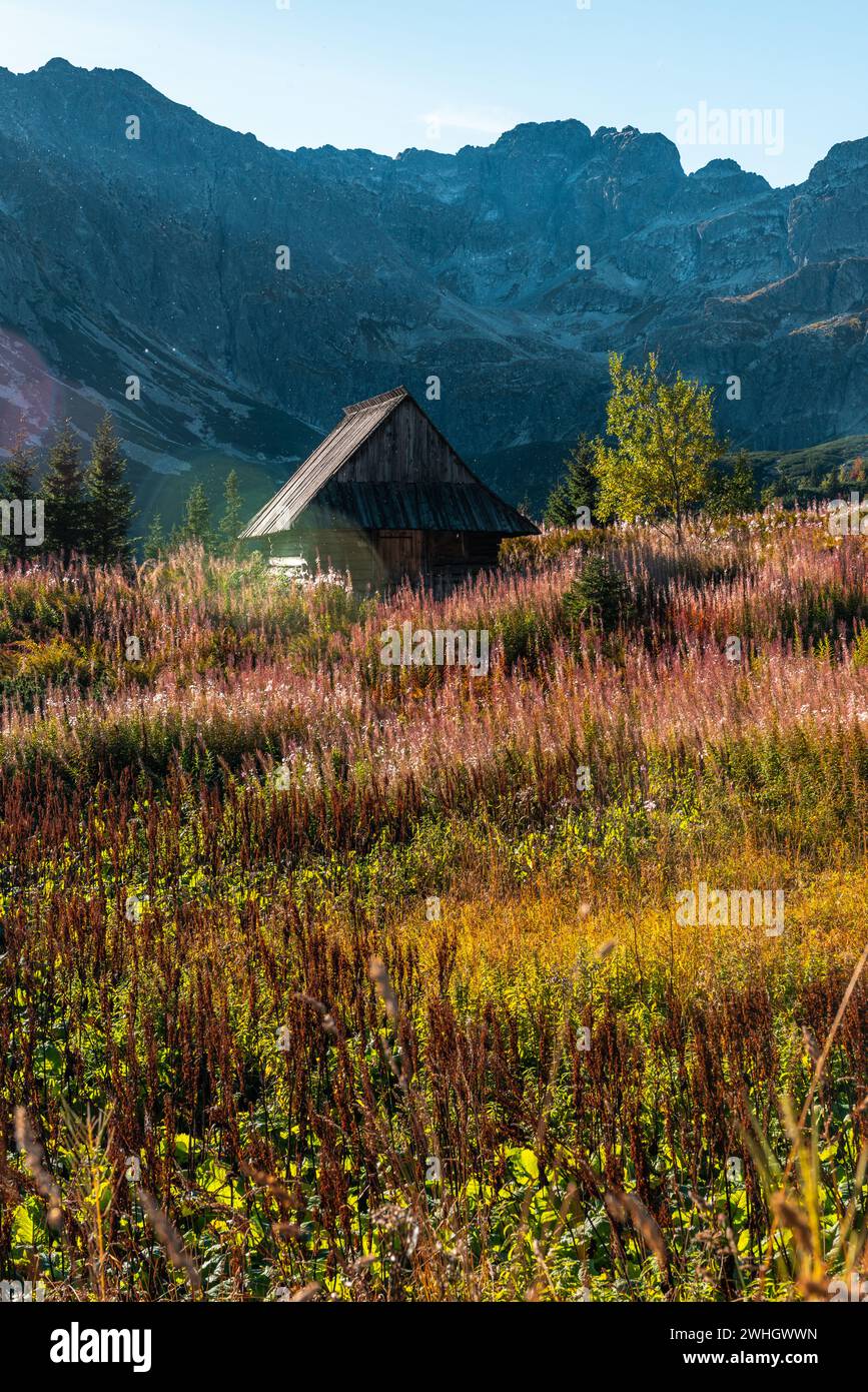Nature landscape in Carpathian Mountains. Meadows on Hala Gasienicowa ...