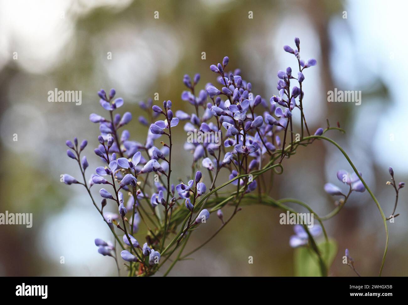 Blue flowers of the Australian native climber the Love Creeper ...