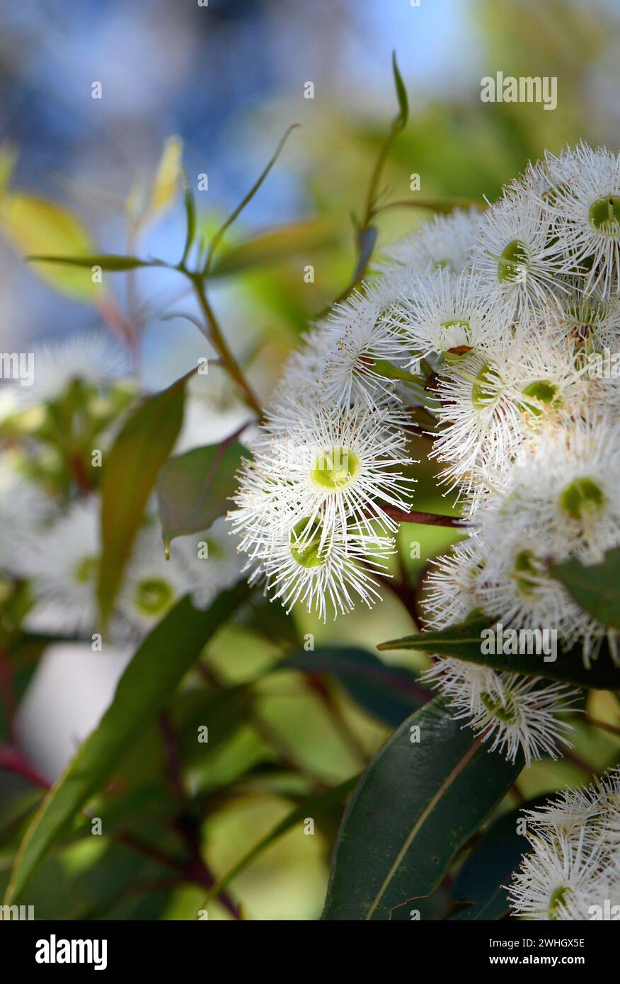 White blossoms of the Australian native Red Bloodwood, Corymbia ...
