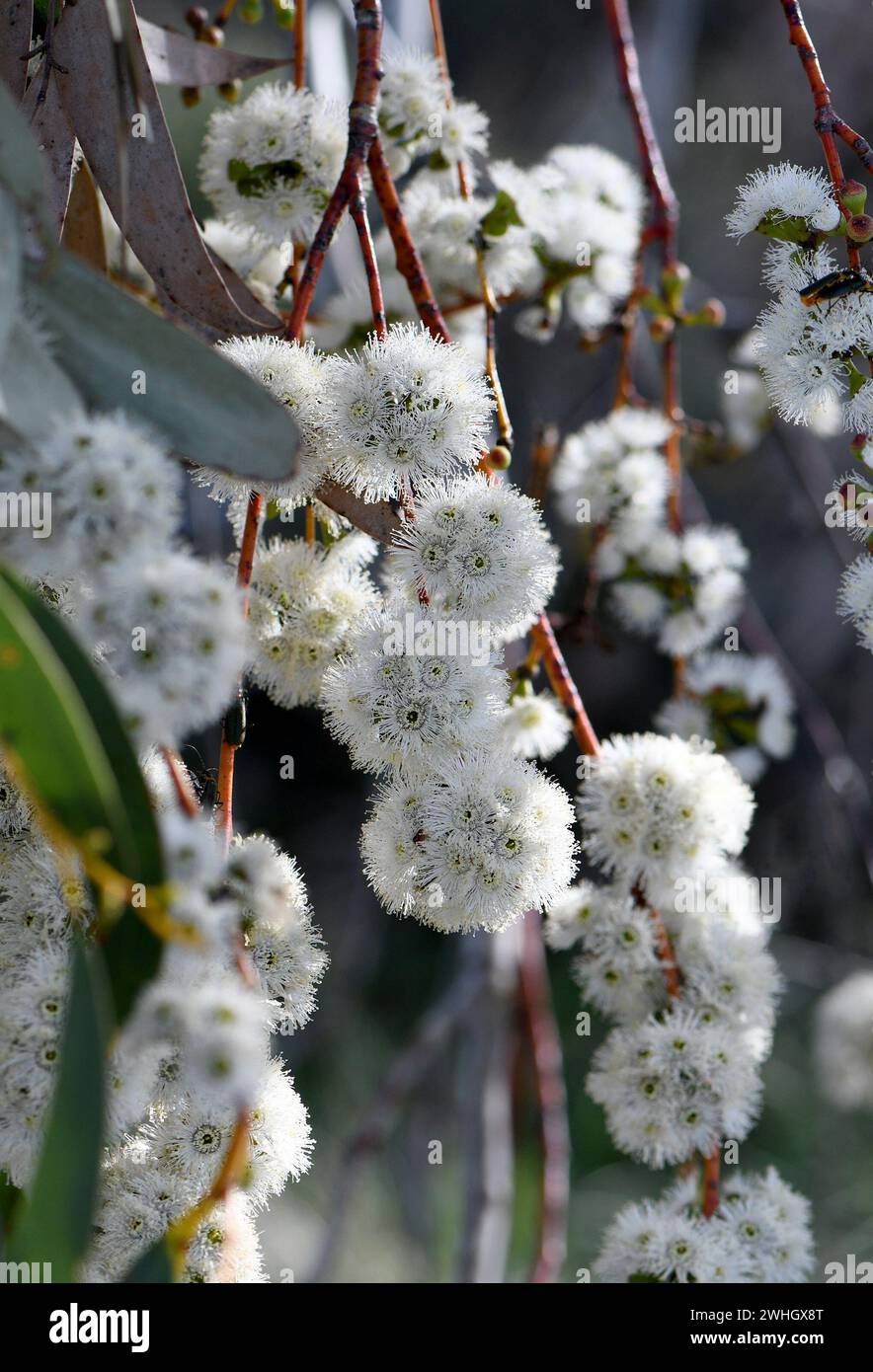 White blossoms of the Australian native Snow Gum, Eucalyptus pauciflora ...