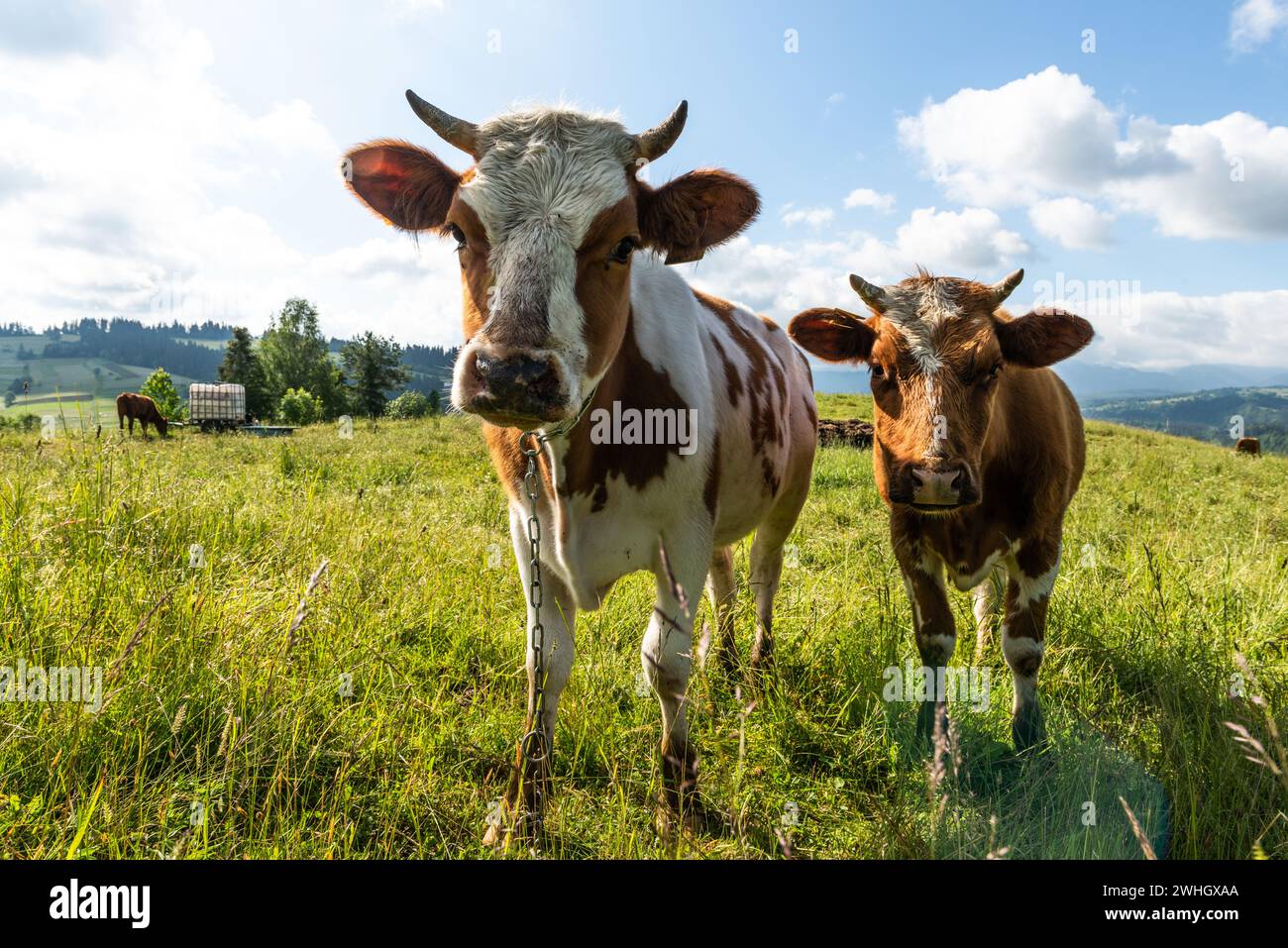 Happy cows hi-res stock photography and images - Alamy
