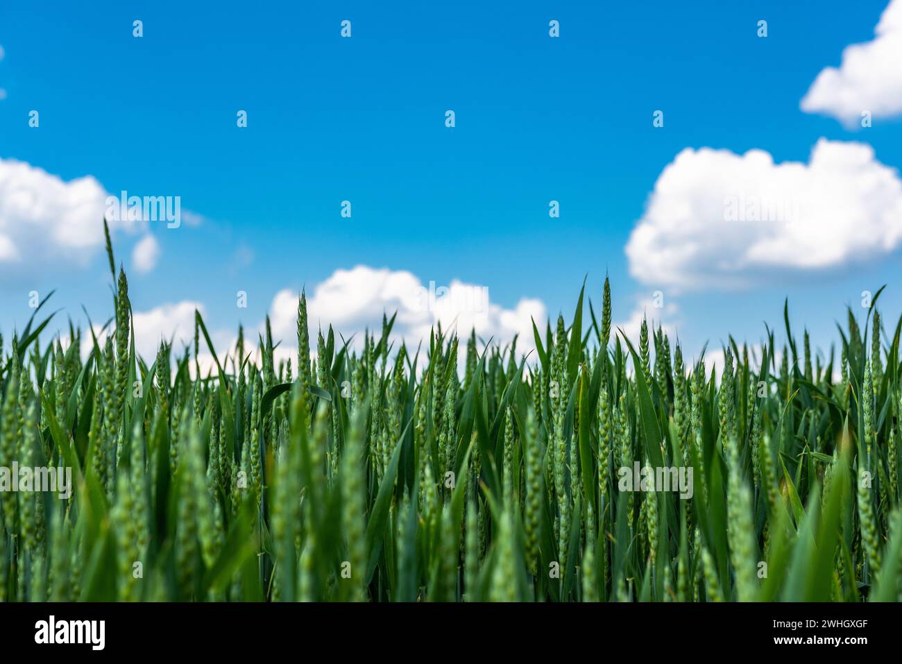 Barley plant hi-res stock photography and images - Alamy