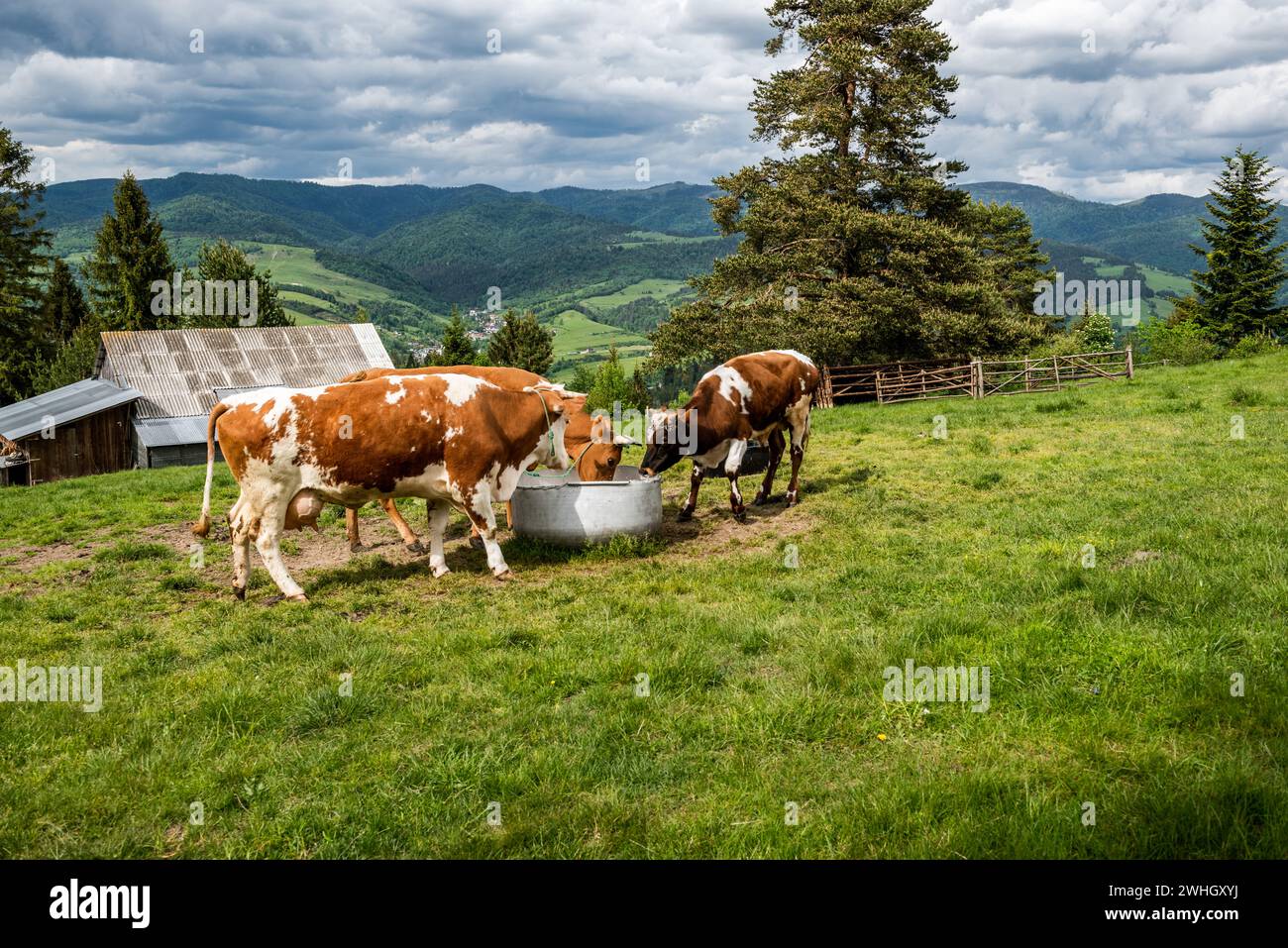 Farm animal drinking water hi-res stock photography and images - Alamy