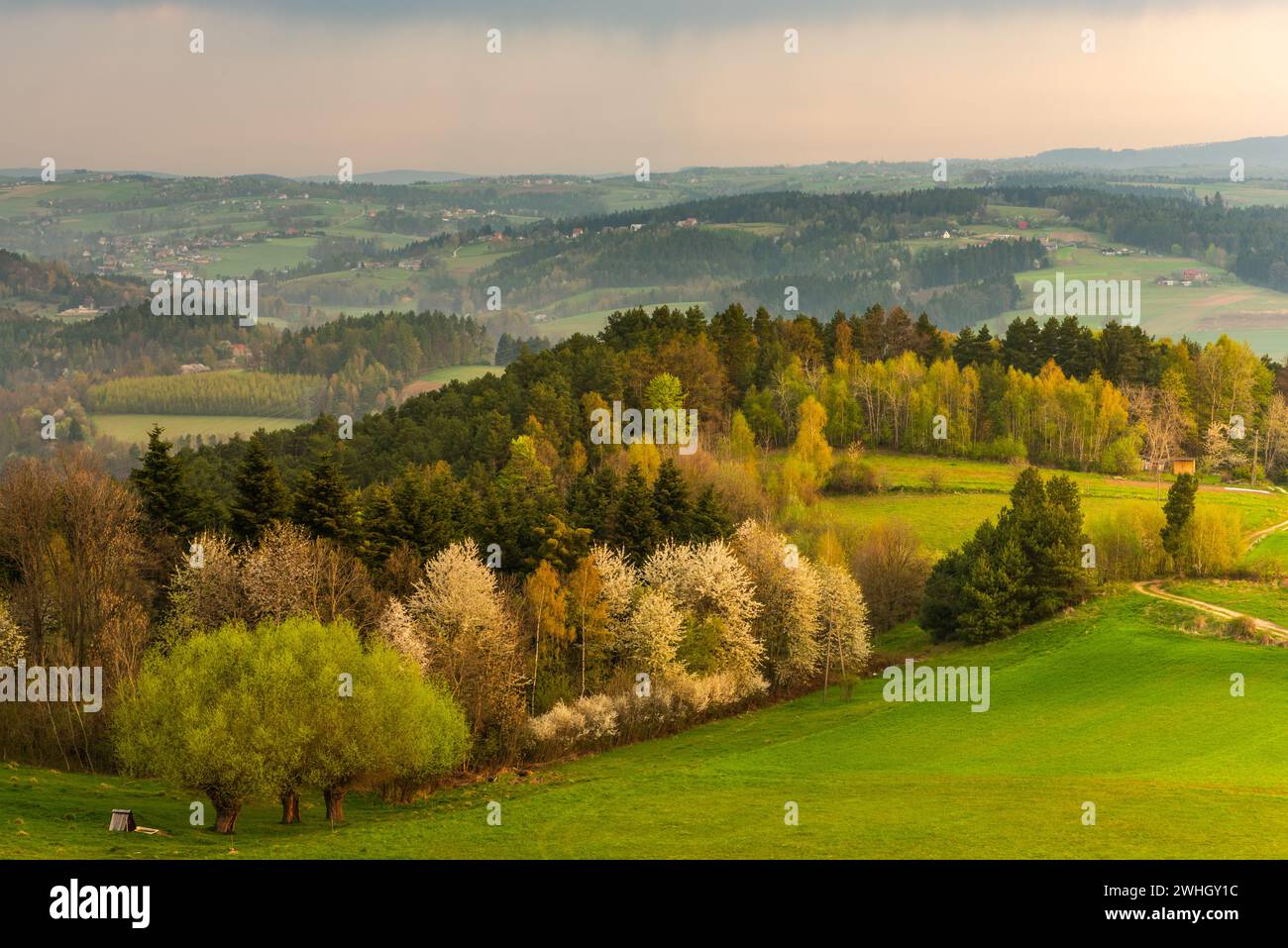 Colorful Blooming Trees in Spring Season at Rural Countryside Stock ...