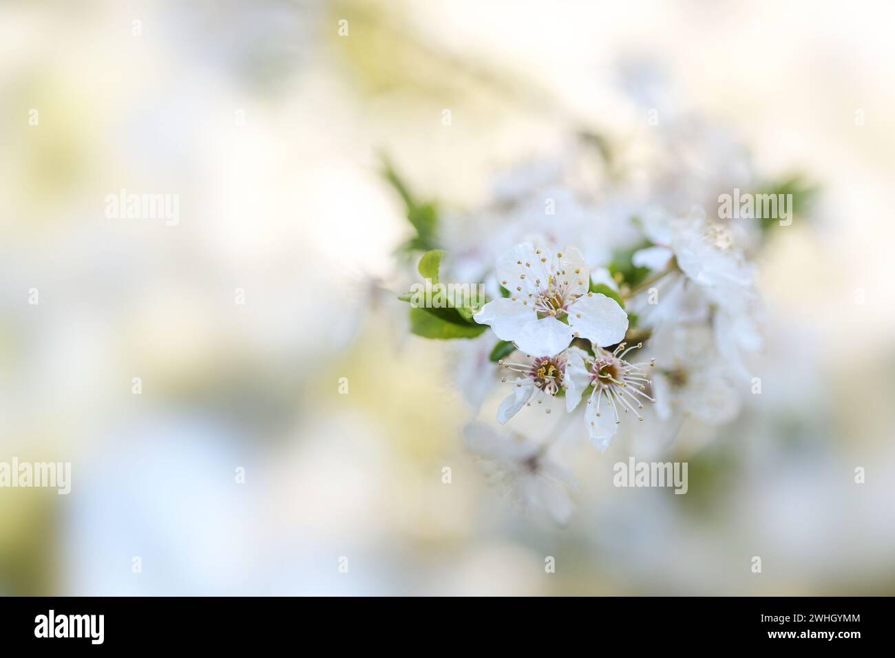 White fruit tree blossom of a wild plum tree in the garden, close up ...