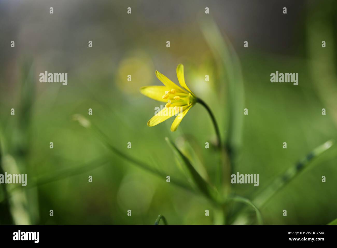 Yellow blossom of lesser celandine or pilewort (Ficaria verna or ...