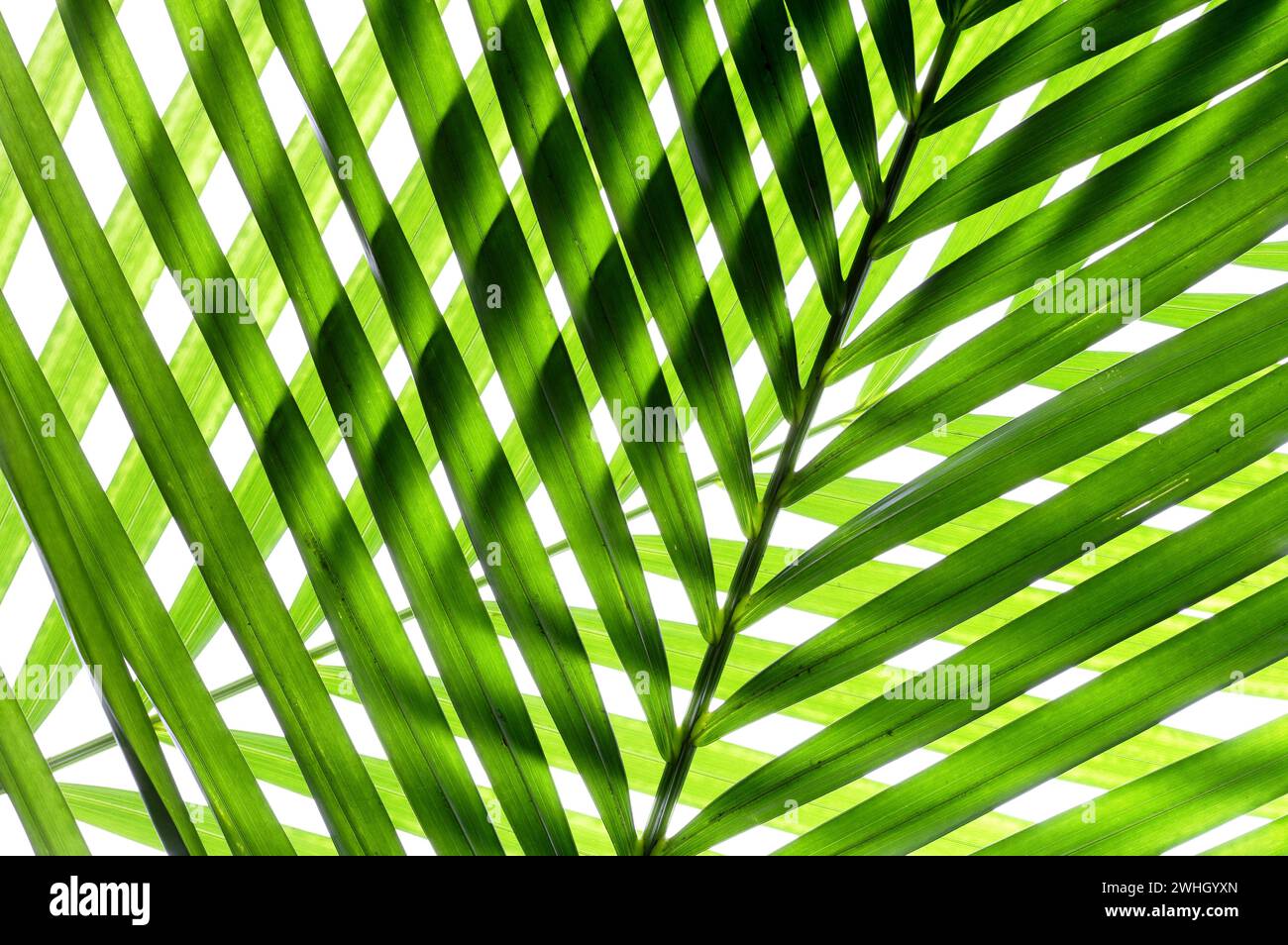 Palm tree Tropical Exotic tree Beach Coconut frond grove forest oasis ...