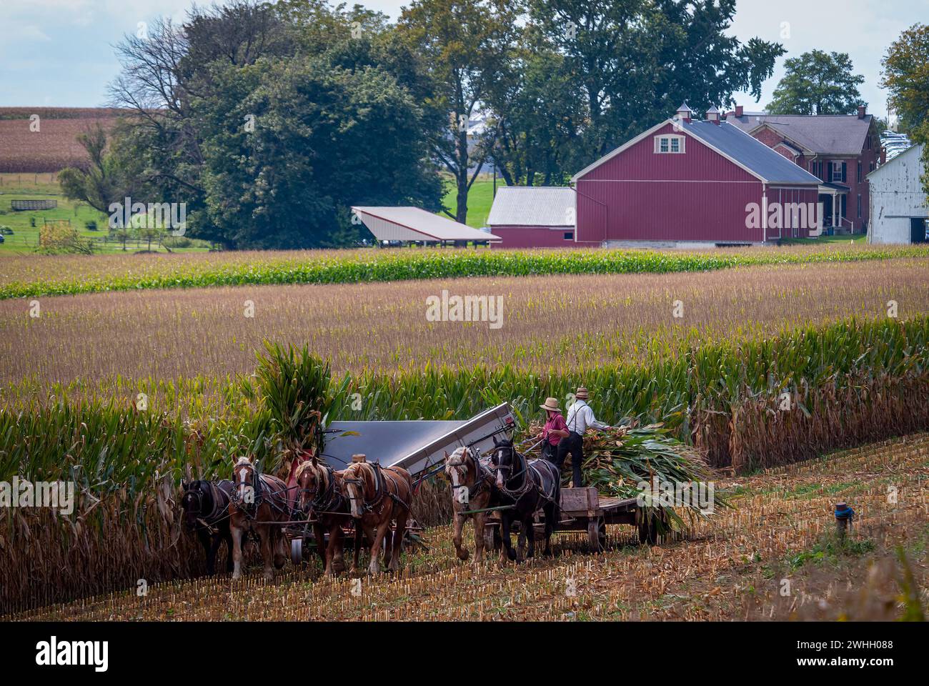 A View of Amish Harvesting There Corn Using Six Horses and Three Men as ...