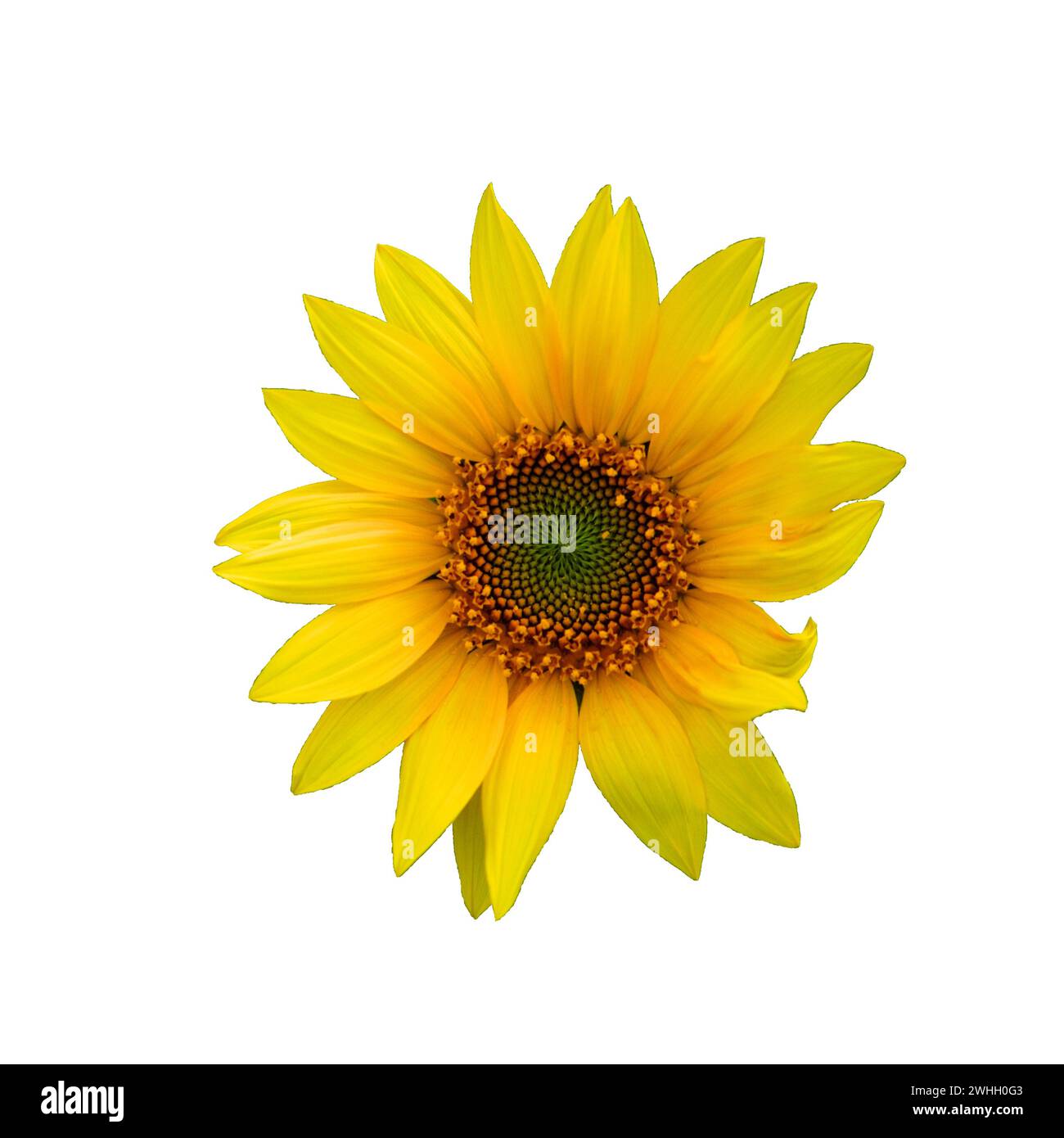 Vibrant yellow petals in detail hi-res stock photography and images - Alamy