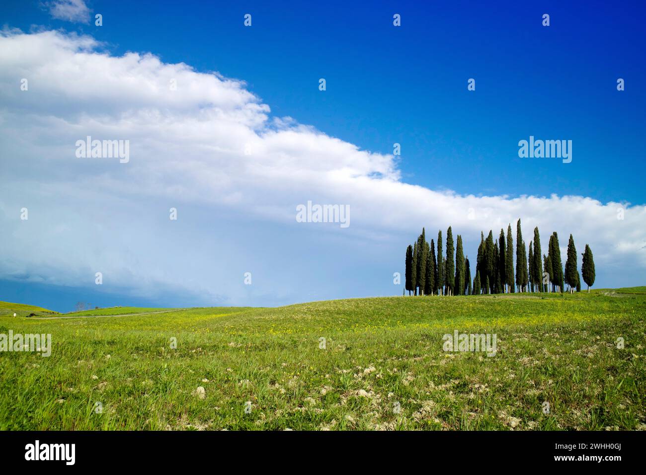 Photographic documentation of the cypresses in the province of Siena ...