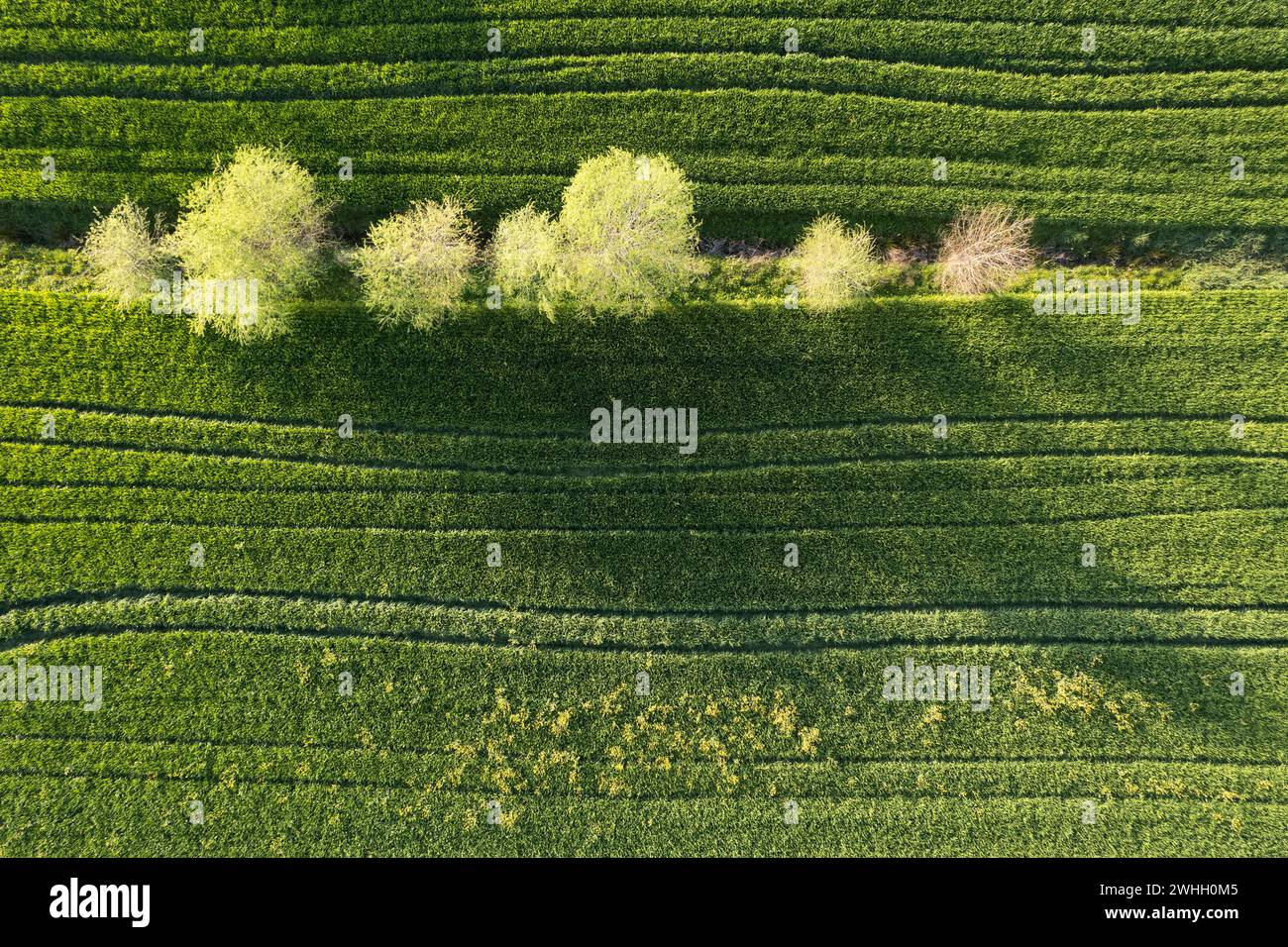 Aerial view wheat field hi-res stock photography and images - Alamy