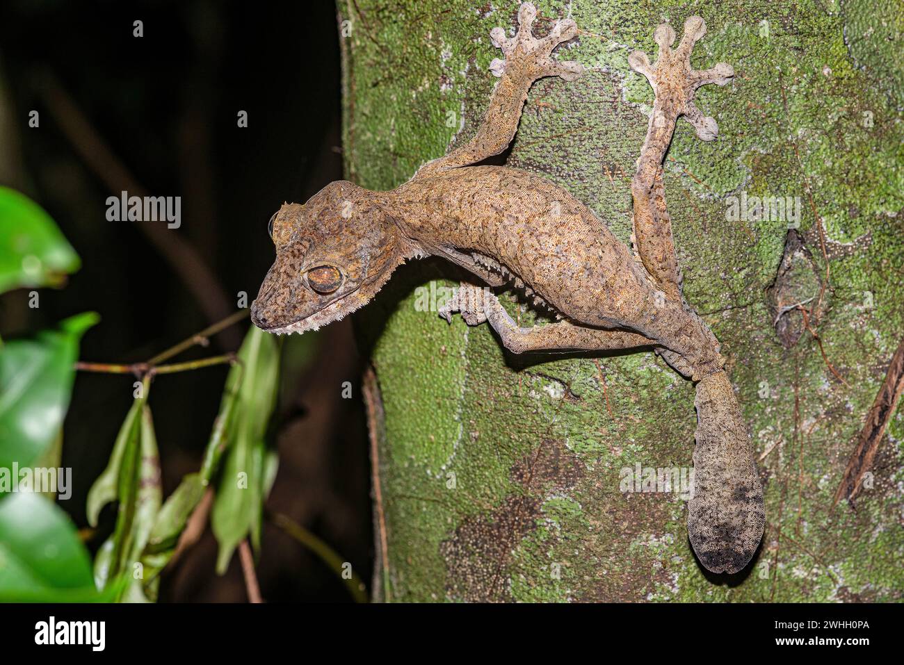 A leaf-tailed gecko, Uroplatus fimbriatus, on tree trunk, Nosy Mangabe ...