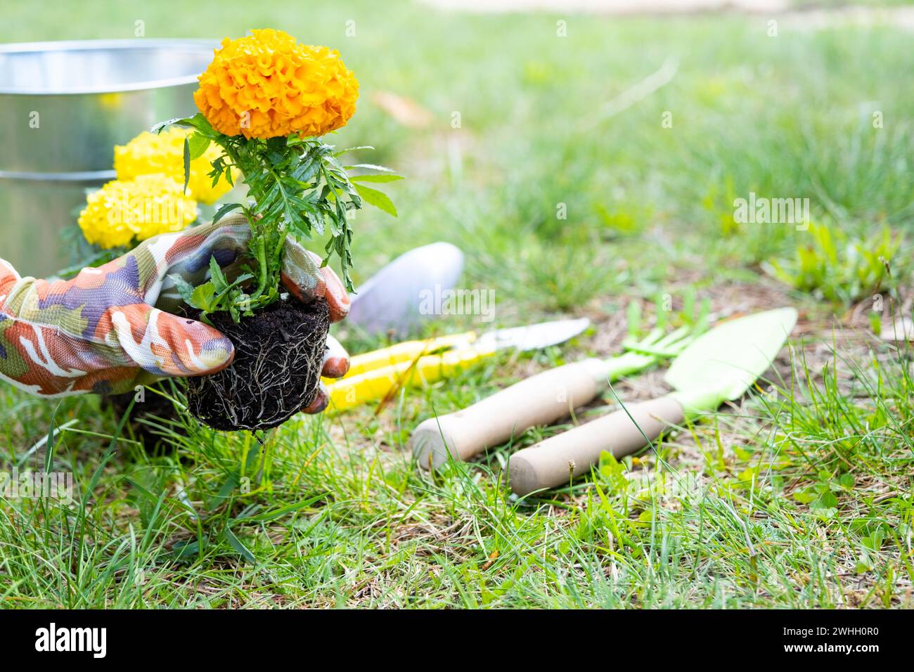 Yellow and orange marigold seedlings with roots are prepared for ...