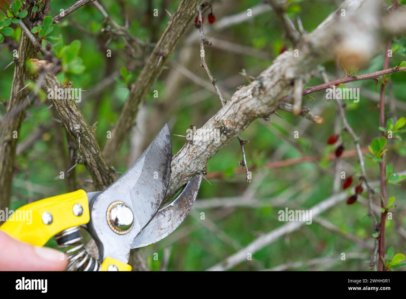 Pruning branches of the barberry bush with pruner shears in spring. The ...