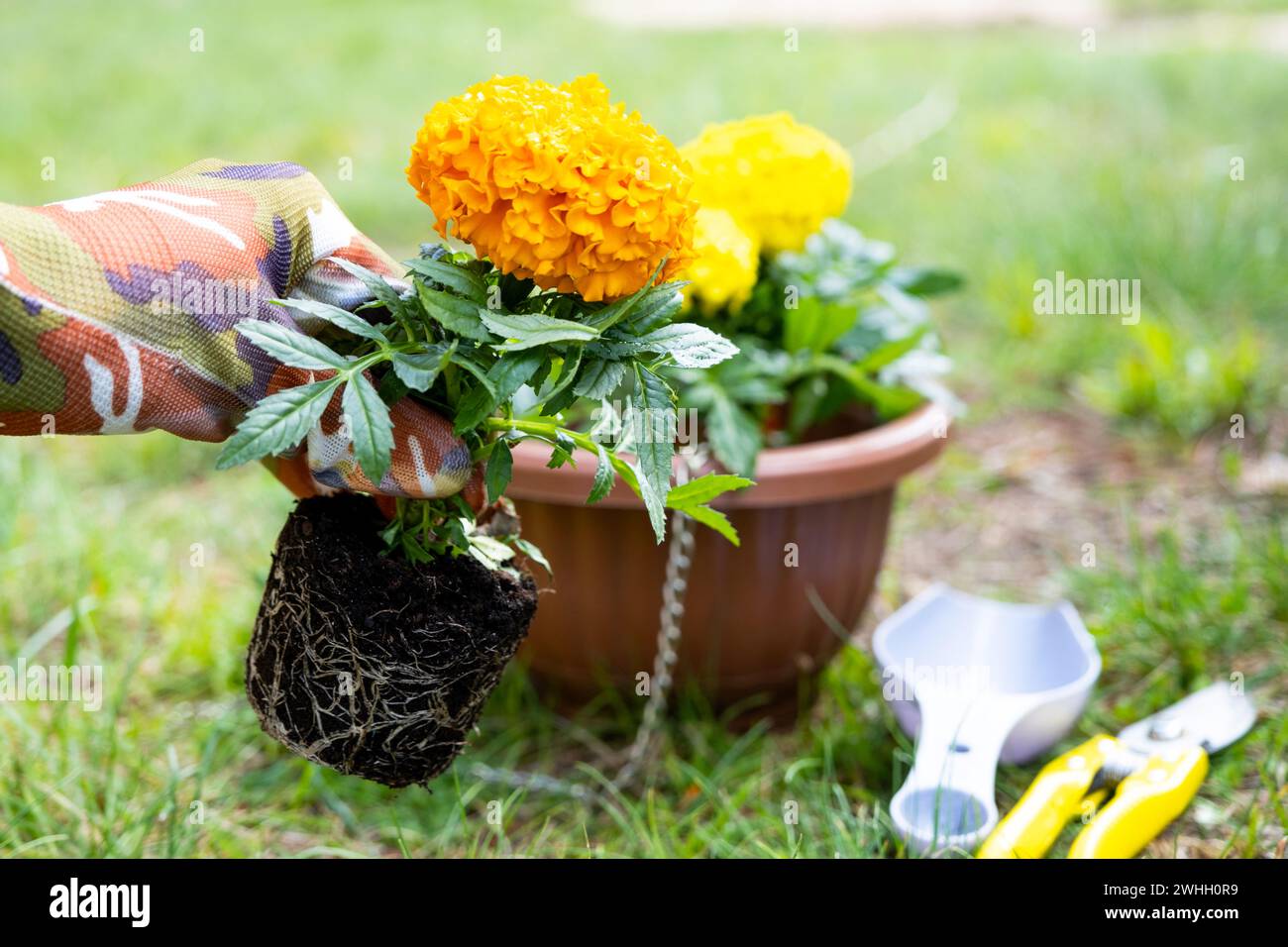 Yellow and orange marigold seedlings with roots are prepared for ...