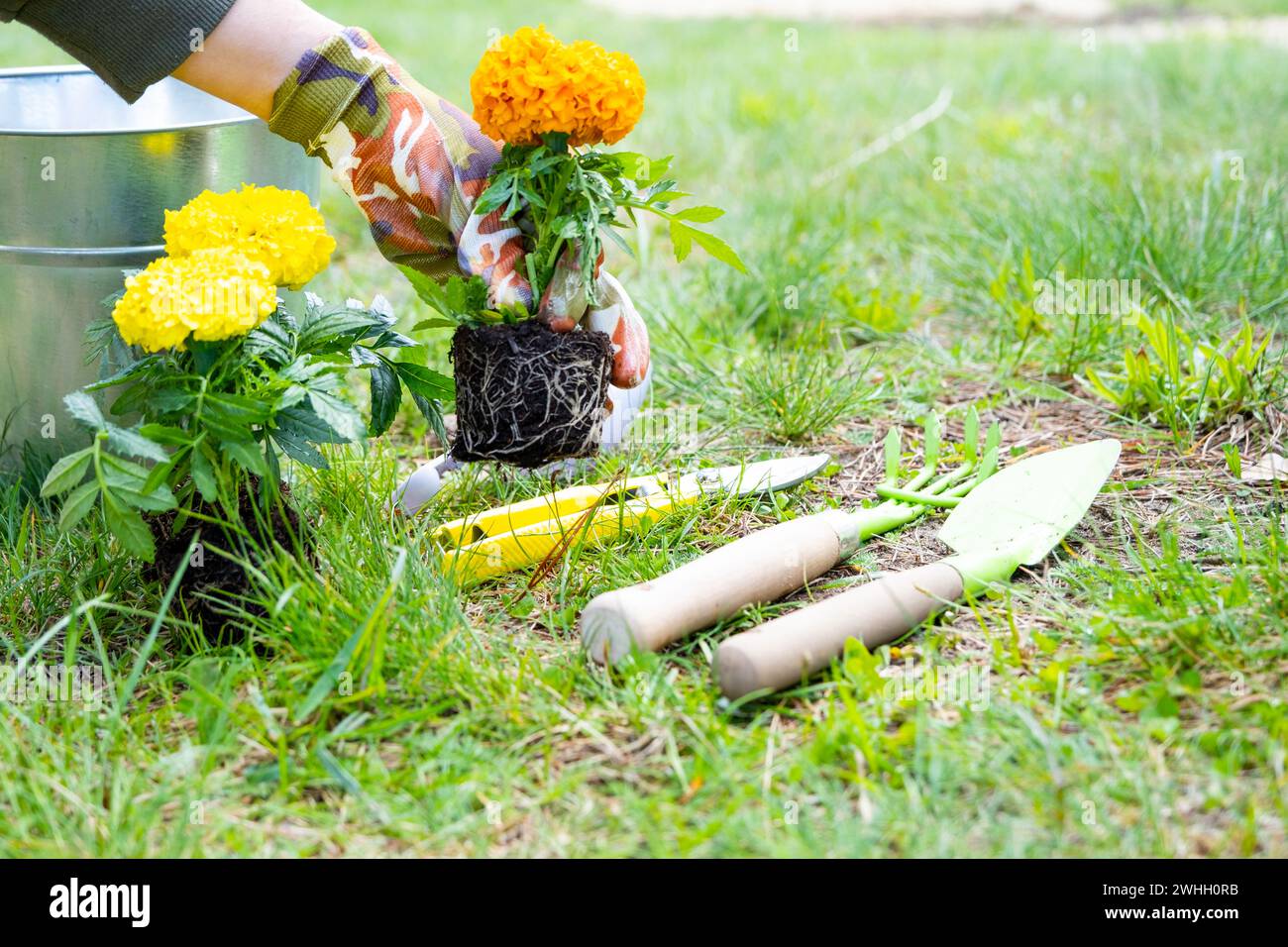Yellow and orange marigold seedlings with roots are prepared for ...