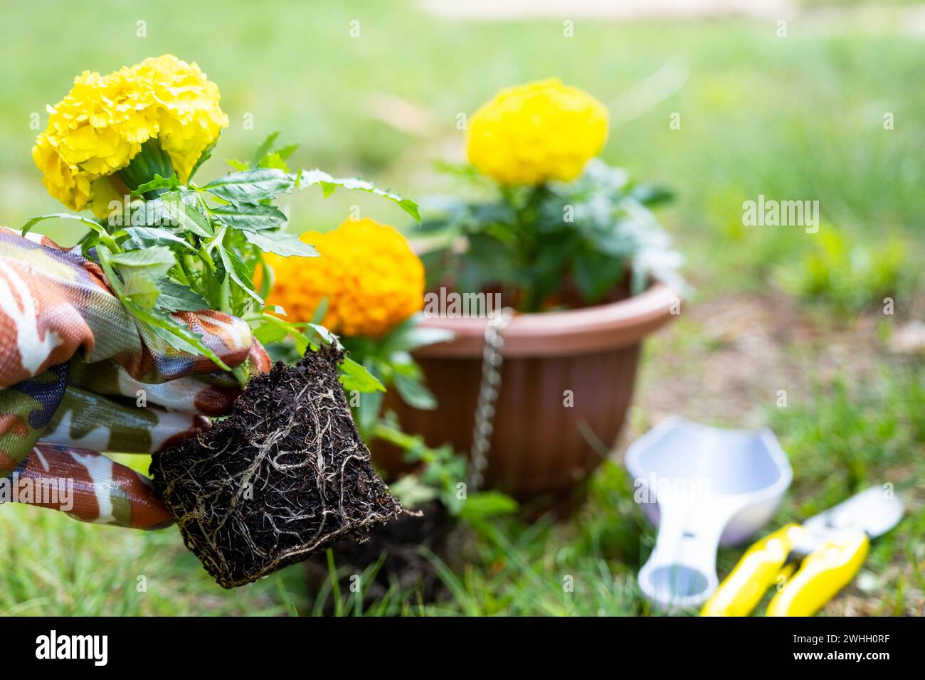 Yellow and orange marigold seedlings with roots are prepared for ...