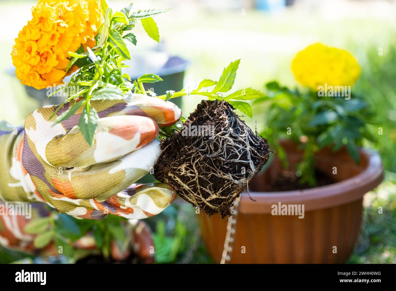 Marigold seedlings hi-res stock photography and images - Alamy