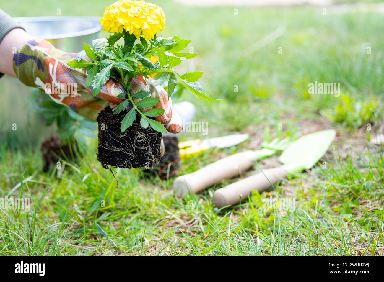 Yellow and orange marigold seedlings with roots are prepared for ...