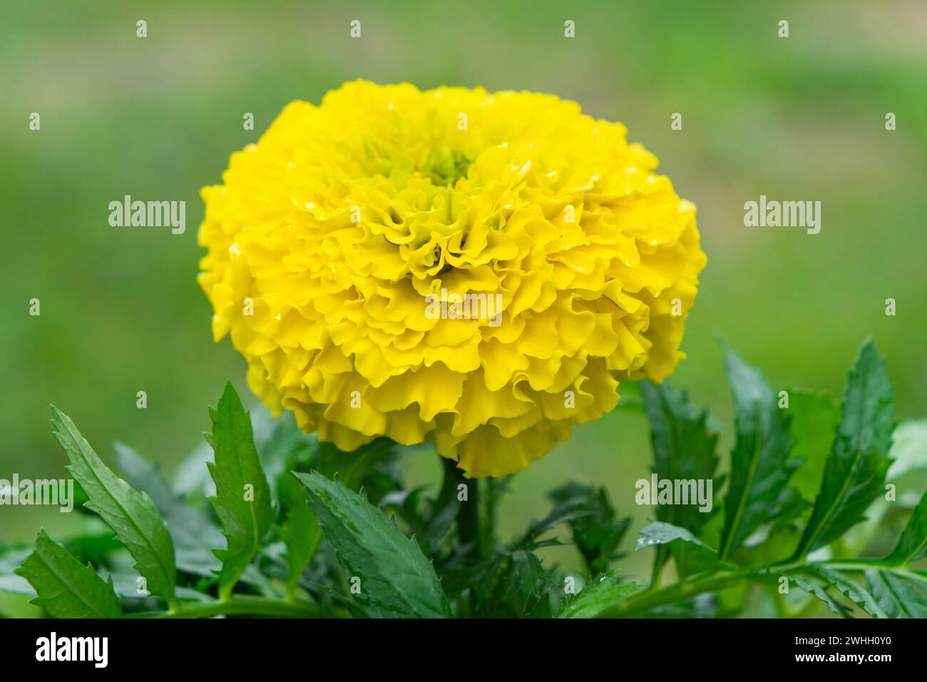 Yellow marigold seedlings are planting in the open ground in spring ...