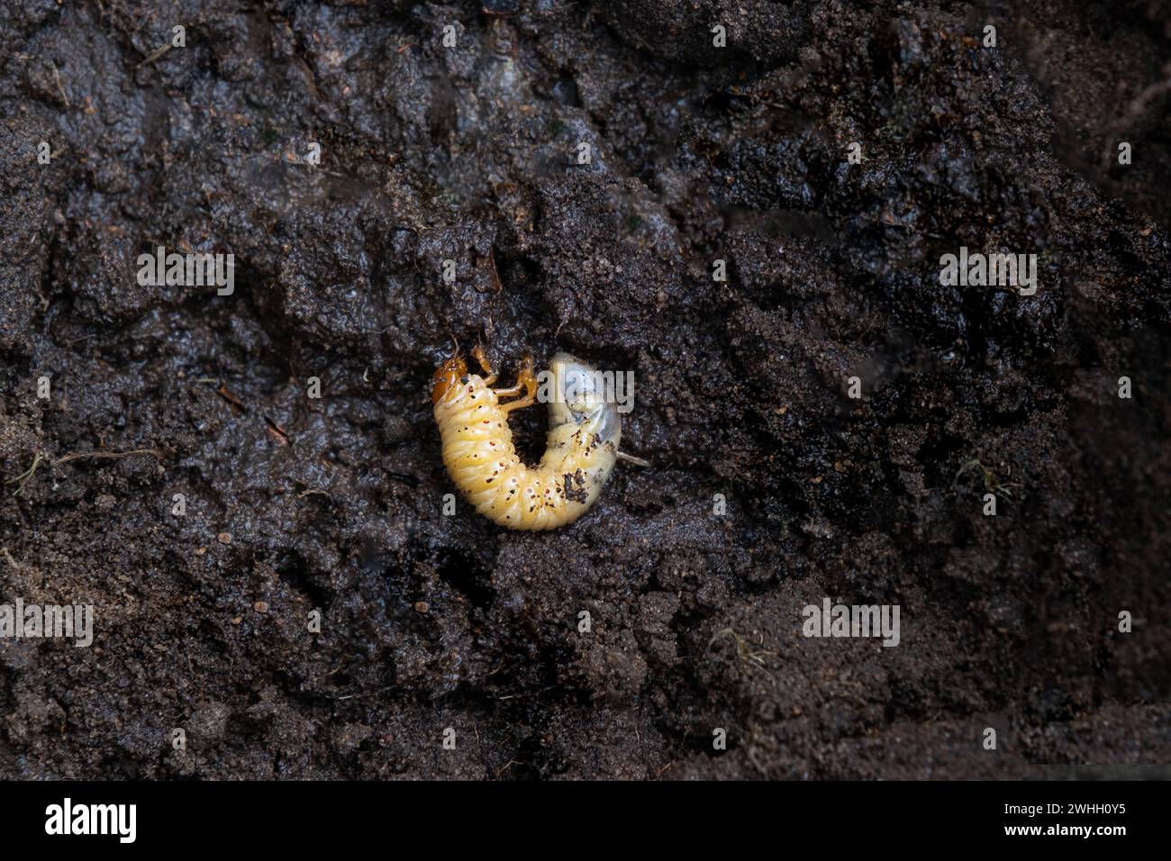 Larva of the underground pest of the vegetable garden - mole cricket ...