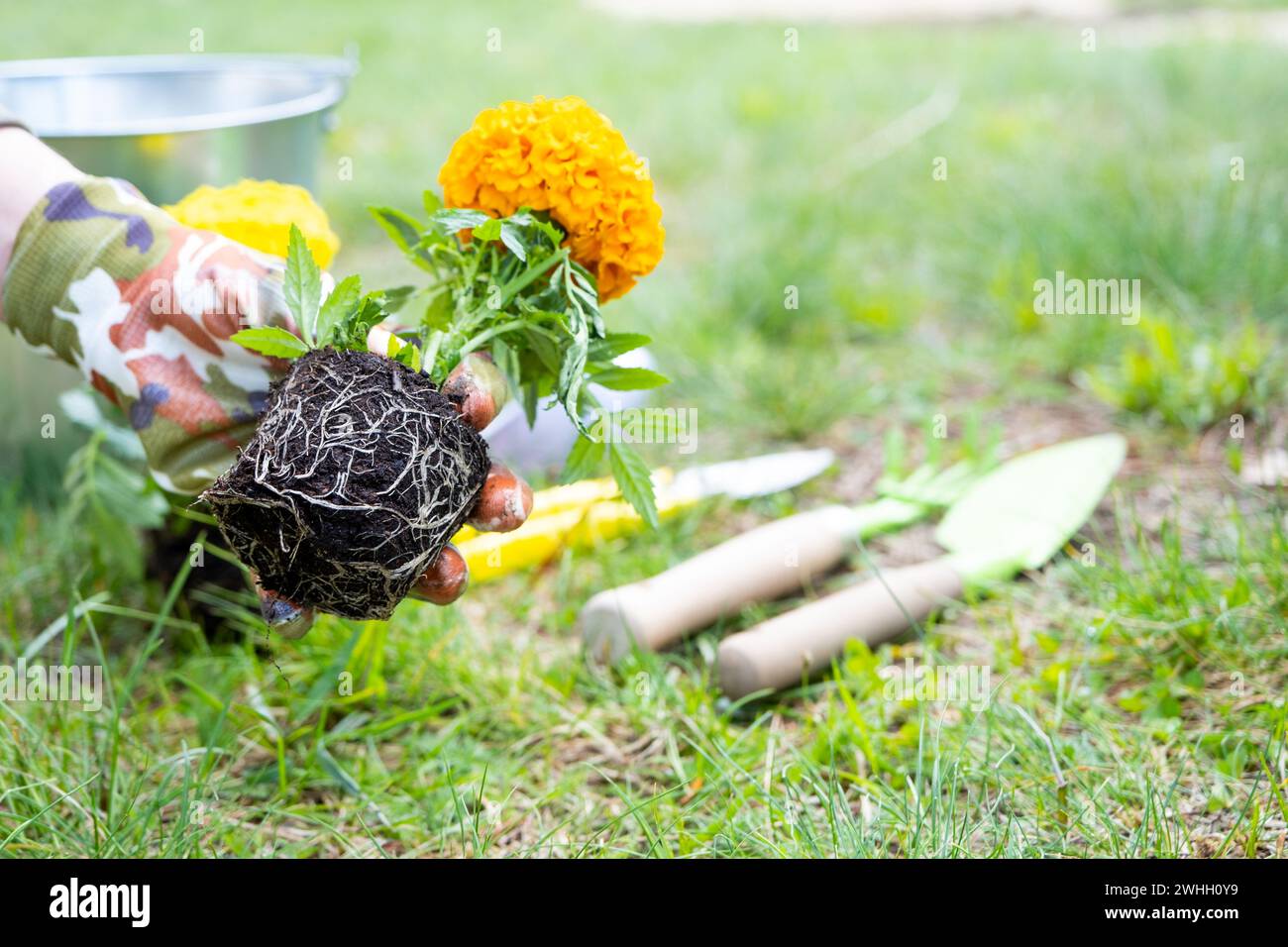 Yellow and orange marigold seedlings with roots are prepared for ...