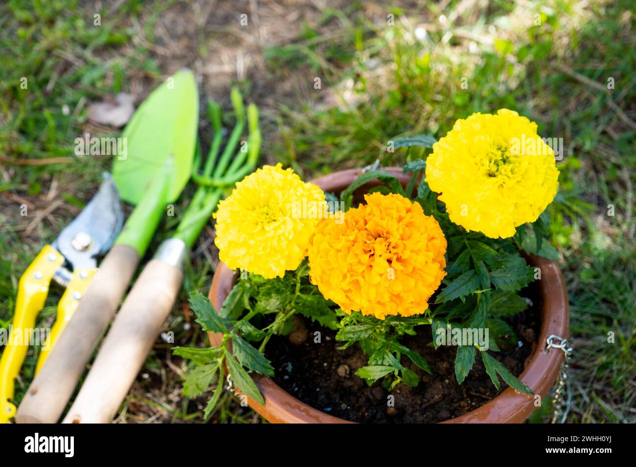 Yellow and orange marigold seedlings with roots are prepared for ...
