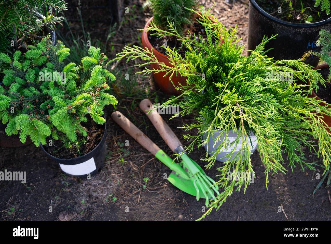Coniferous plants in pots with a closed root for planting on your ...