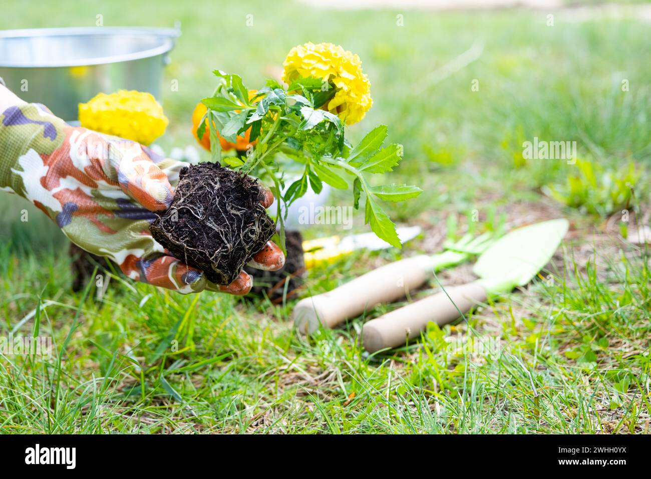 Yellow and orange marigold seedlings with roots are prepared for ...