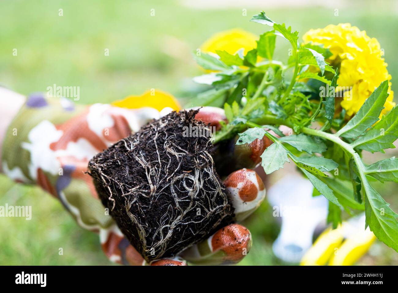 Yellow and orange marigold seedlings with roots are prepared for ...