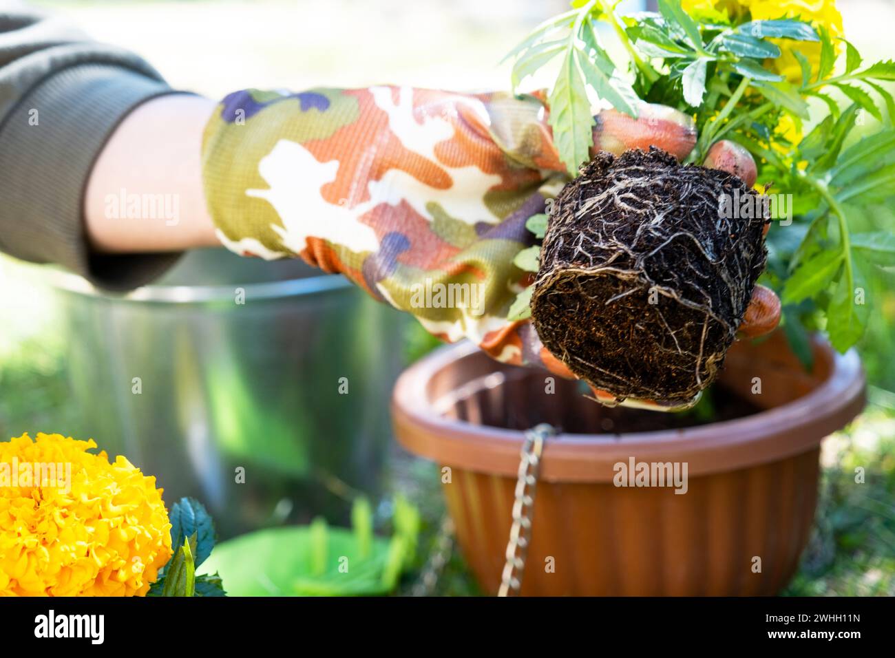 Yellow and orange marigold seedlings with roots are prepared for ...