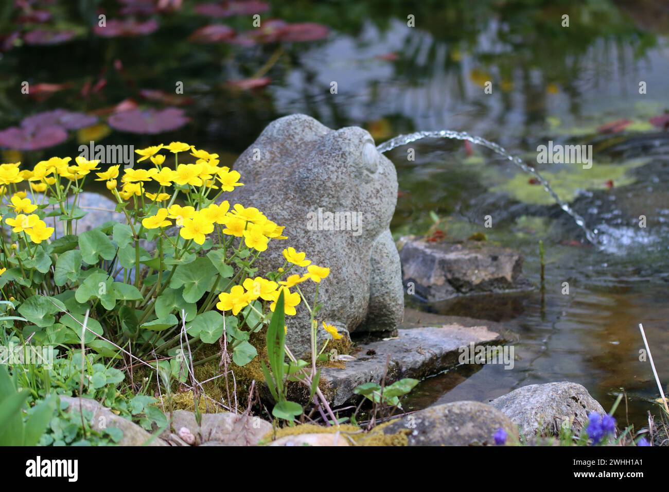 Marsh marigold (Caltha palustris), also known as marsh marigold, by the ...