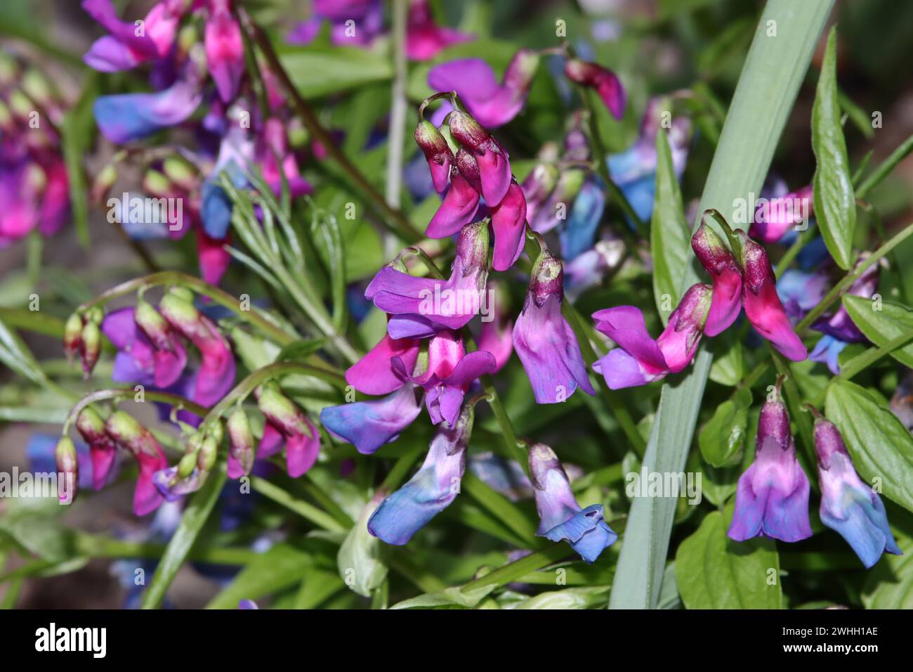 Chickling vetch hi-res stock photography and images - Alamy