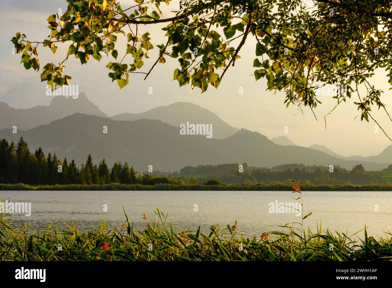 Lake hopfen hopfensee hi-res stock photography and images - Alamy