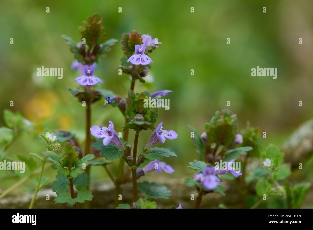 Glechoma hi-res stock photography and images - Alamy