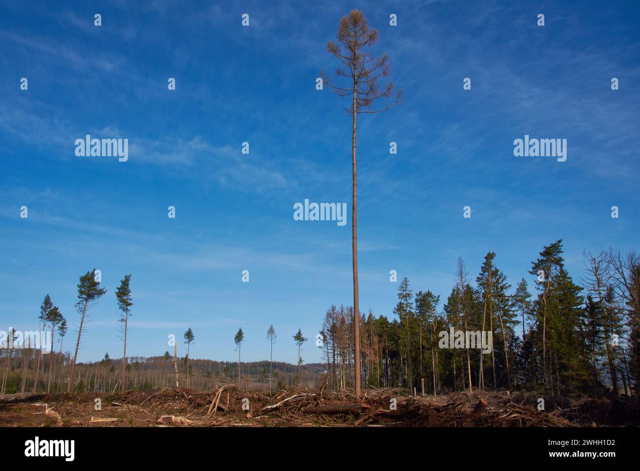 Dying coniferous forest hi-res stock photography and images - Alamy