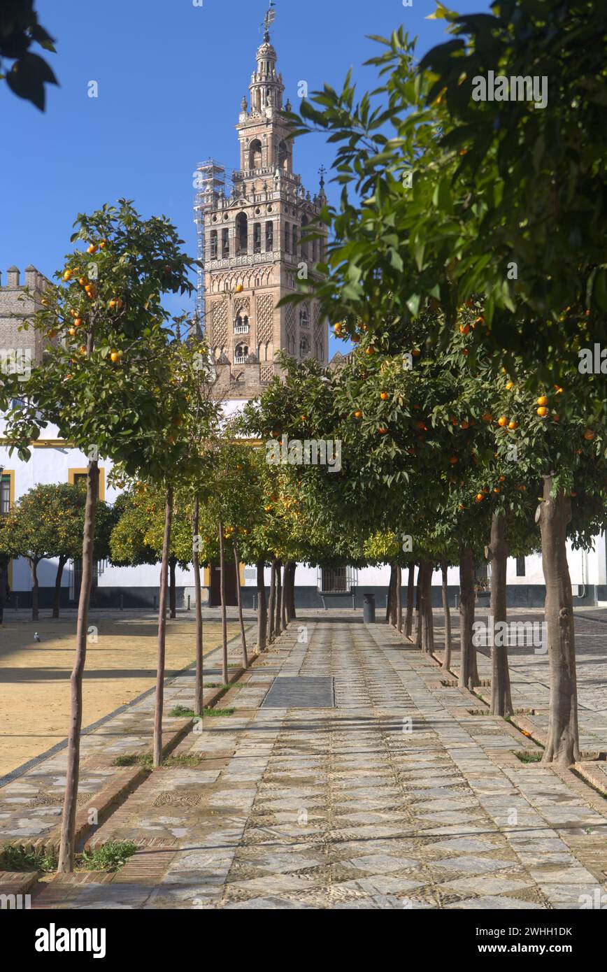 Seville cathedral orange trees hi-res stock photography and images - Alamy