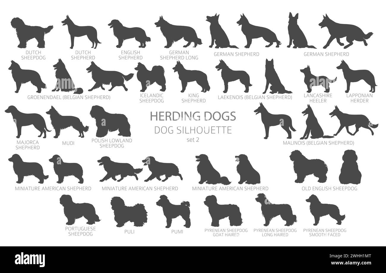 Livestock iceland Stock Vector Images - Alamy