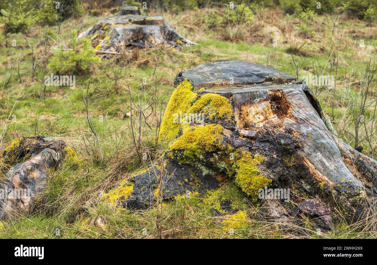 The Colors of the Old Root Stock Photo - Alamy
