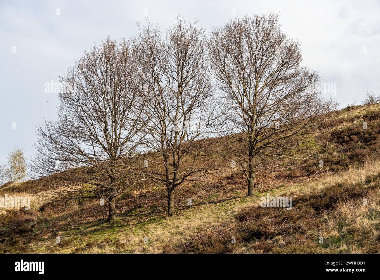 Small group of trees Stock Photo - Alamy