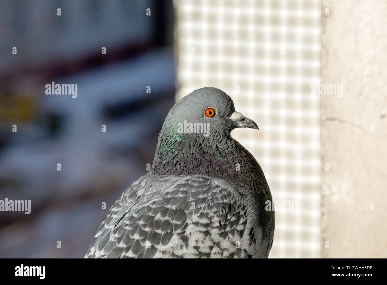 A gray pigeon with an orange eye sits on the edge of the balcony Stock ...