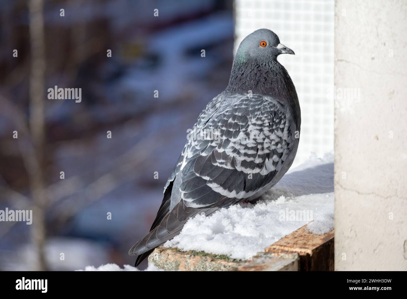 A gray pigeon with an orange eye sits on the edge of the balcony Stock ...