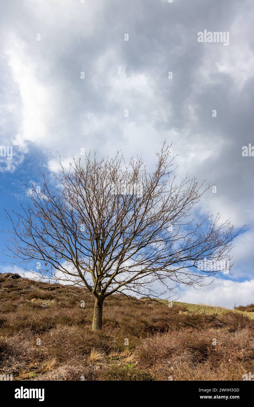 Small group of trees Stock Photo - Alamy