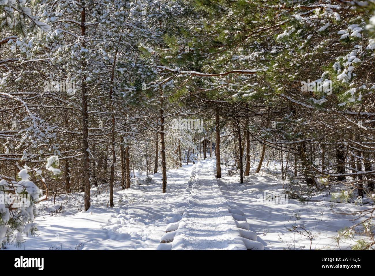 winter with a walking nature trail through a conifer forest Stock Photo ...