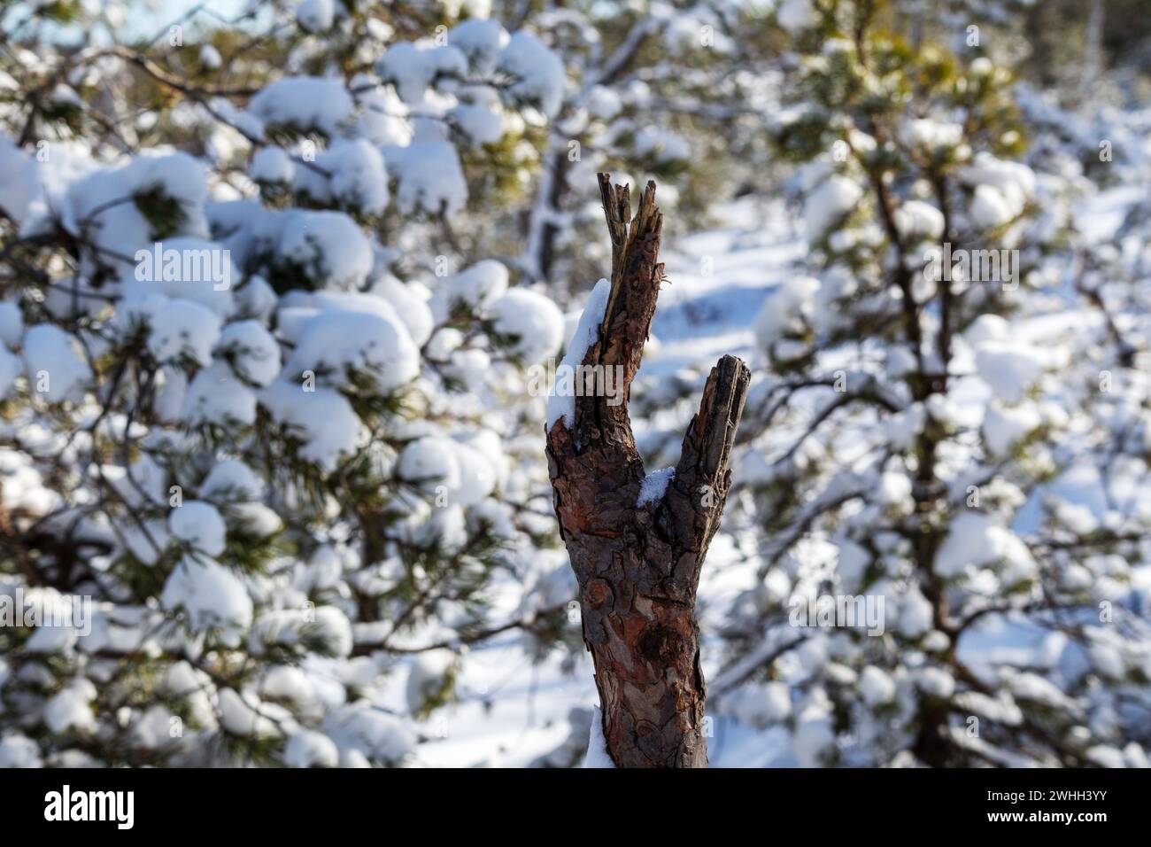 A broken tree branch in the shape of a hand palm in winter on a ...